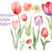 Tulips Watercolor Clipart, Tulips Bundle Clipart, Botanical Clipart ...