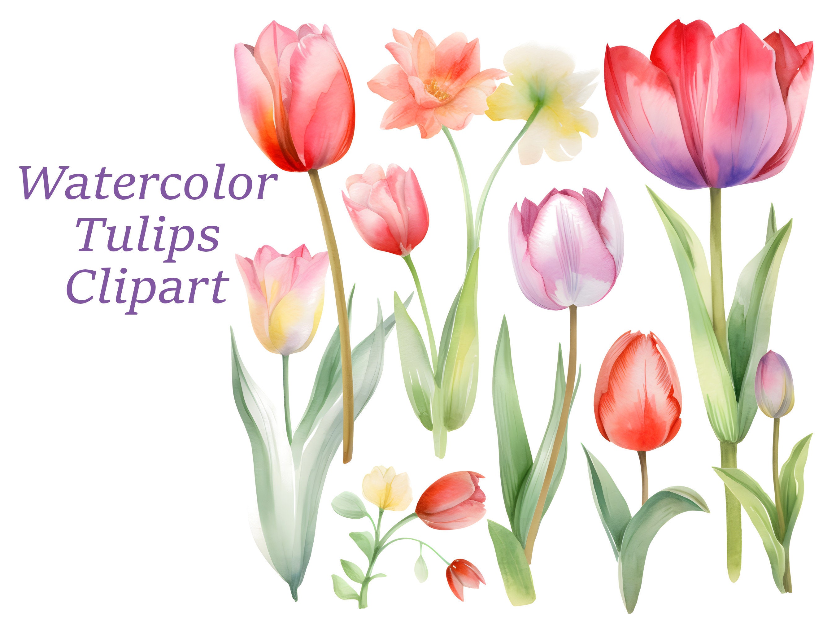 Tulips Watercolor Clipart, Tulips Bundle Clipart, Botanical Clipart ...