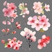 Watercolor Cherry Blossom Clipart Bundle: Botanical Illustration ...