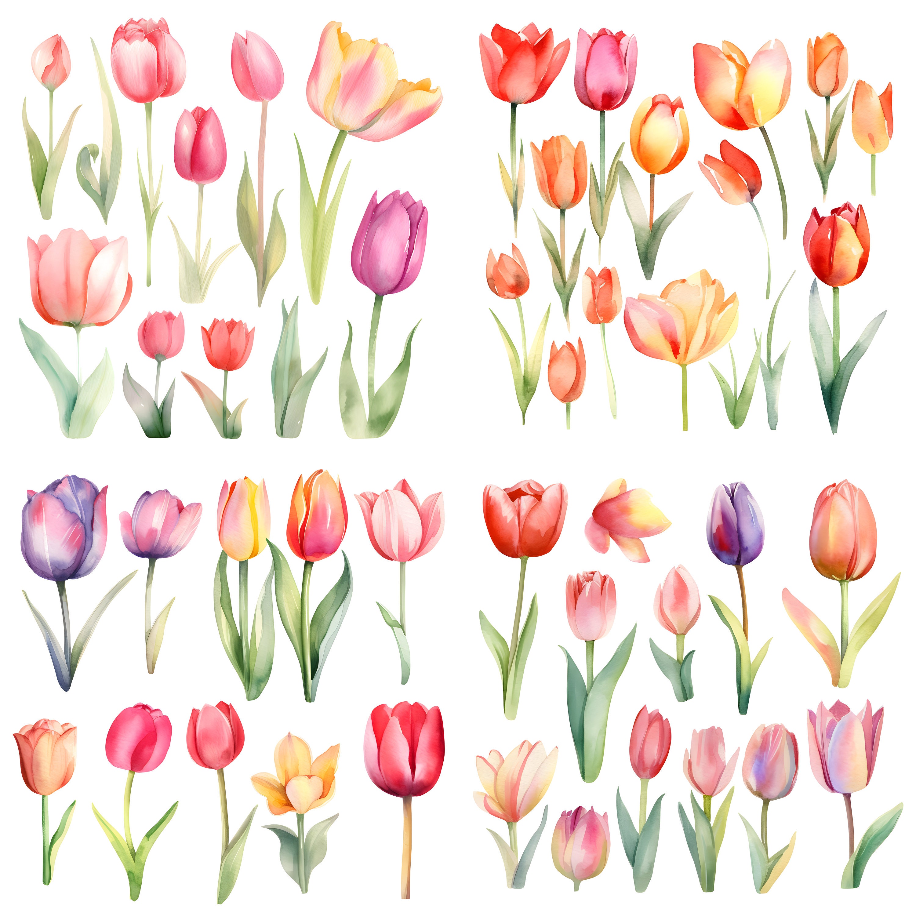 Tulips Watercolor Clipart, Tulips Bundle Clipart, Botanical Clipart ...