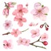 Watercolor Cherry Blossom Clipart Bundle: Botanical Illustration ...