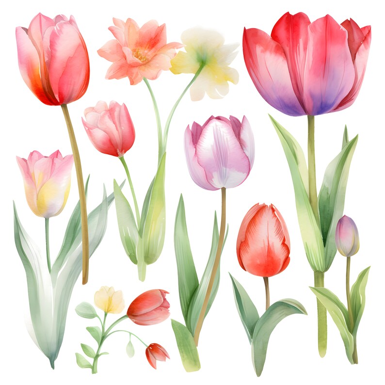 Tulips Watercolor Clipart, Tulips Bundle Clipart, Botanical Clipart ...