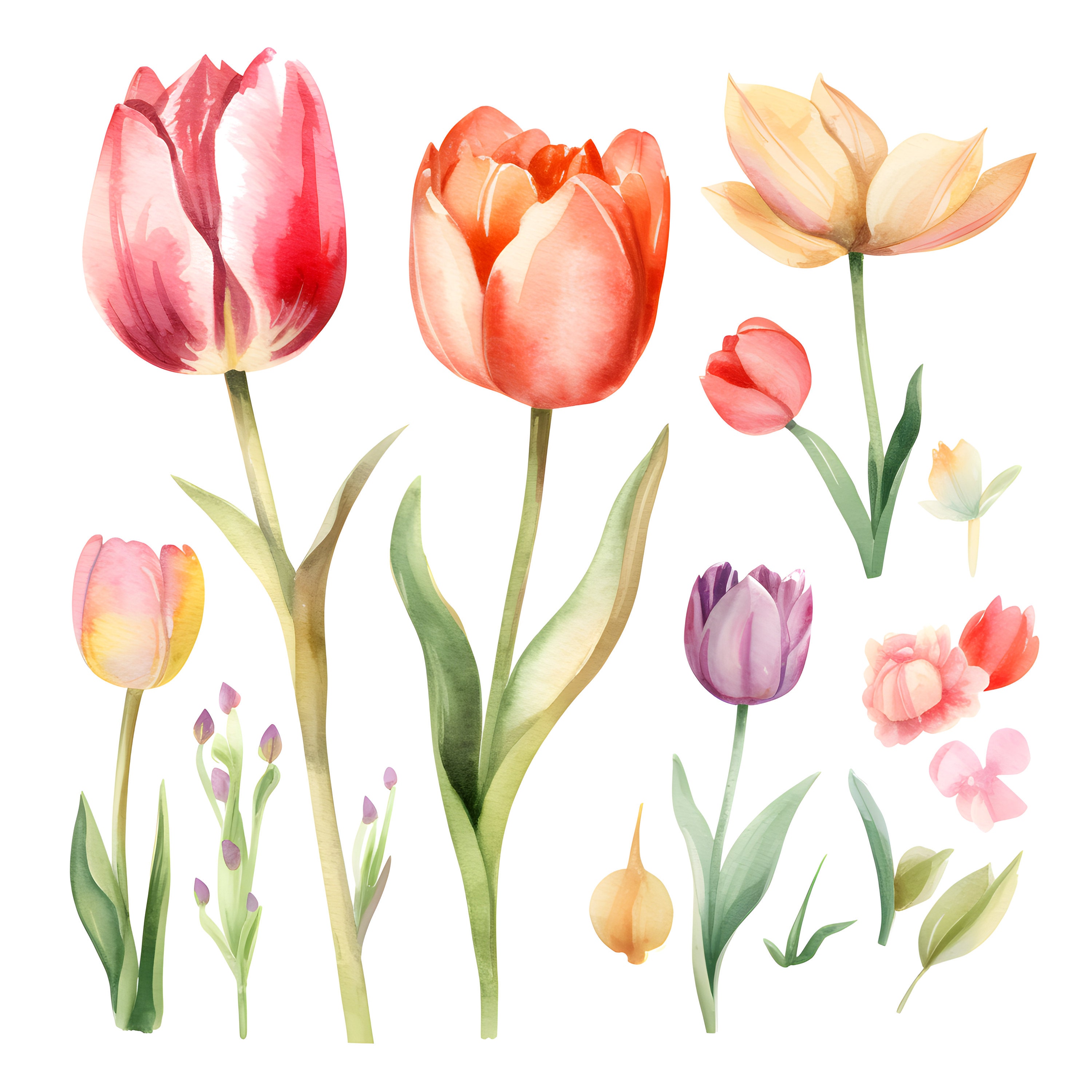 Tulips Watercolor Clipart, Tulips Bundle Clipart, Botanical Clipart ...