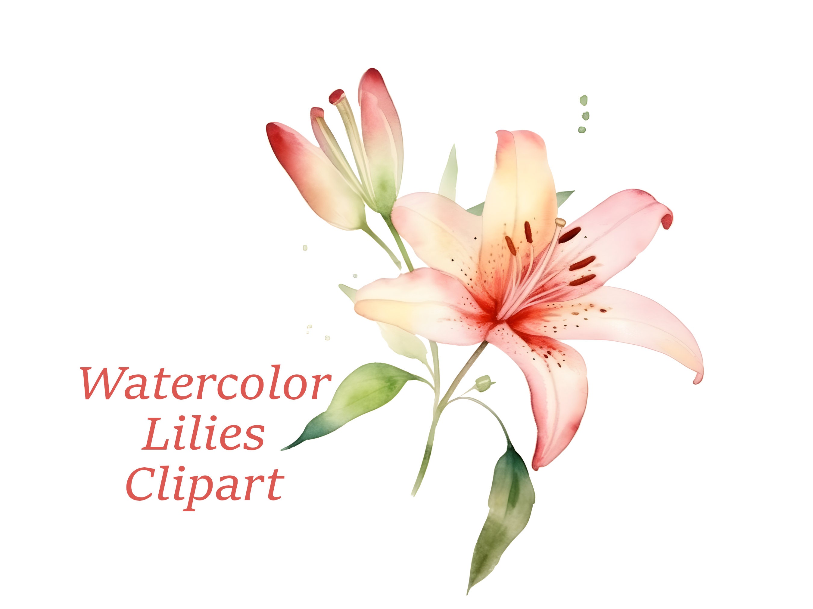 Lilies Watercolor Clipart Lilies Bundle Clipart Botanical - Etsy