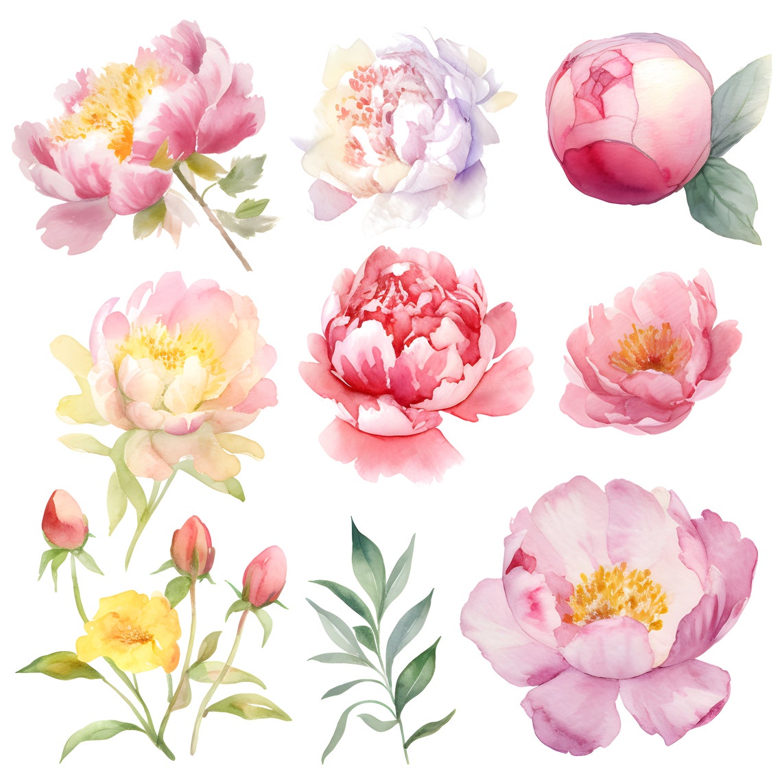 Peonies Watercolor Clipart, Peonies Bundle Clipart, Botanical Clipart ...