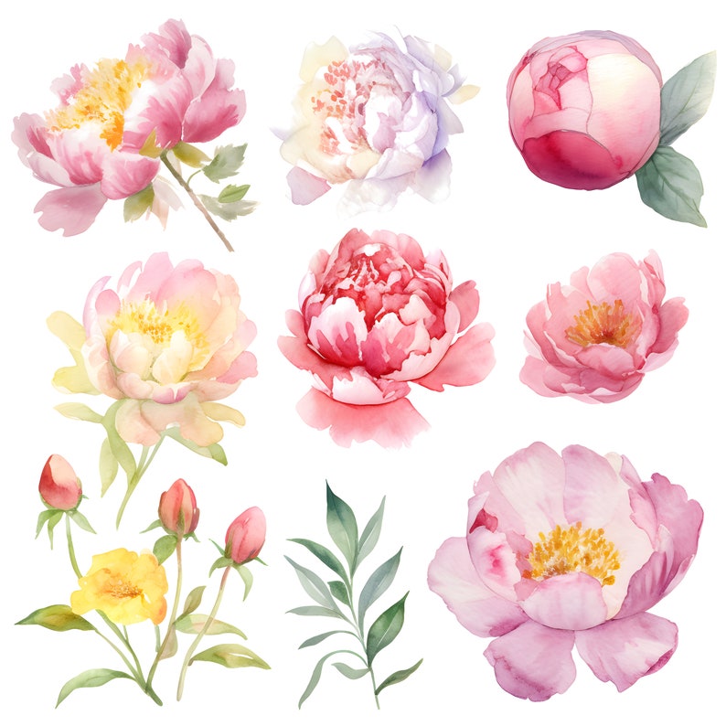 Peonies Watercolor Clipart, Peonies Bundle Clipart, Botanical Clipart ...