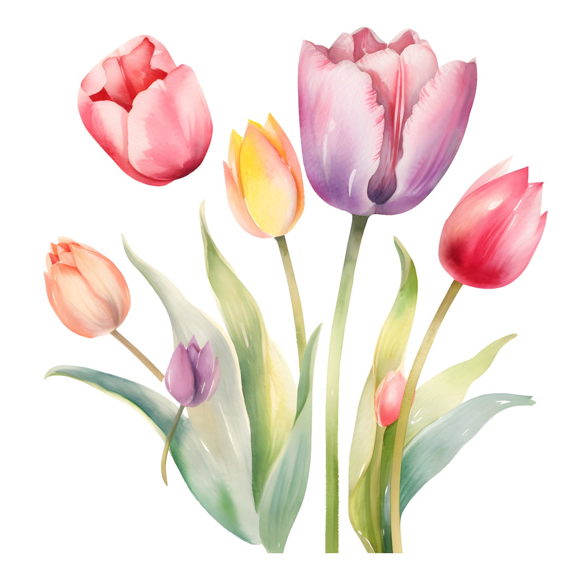 Tulips Watercolor Clipart, Tulips Bundle Clipart, Botanical Clipart ...