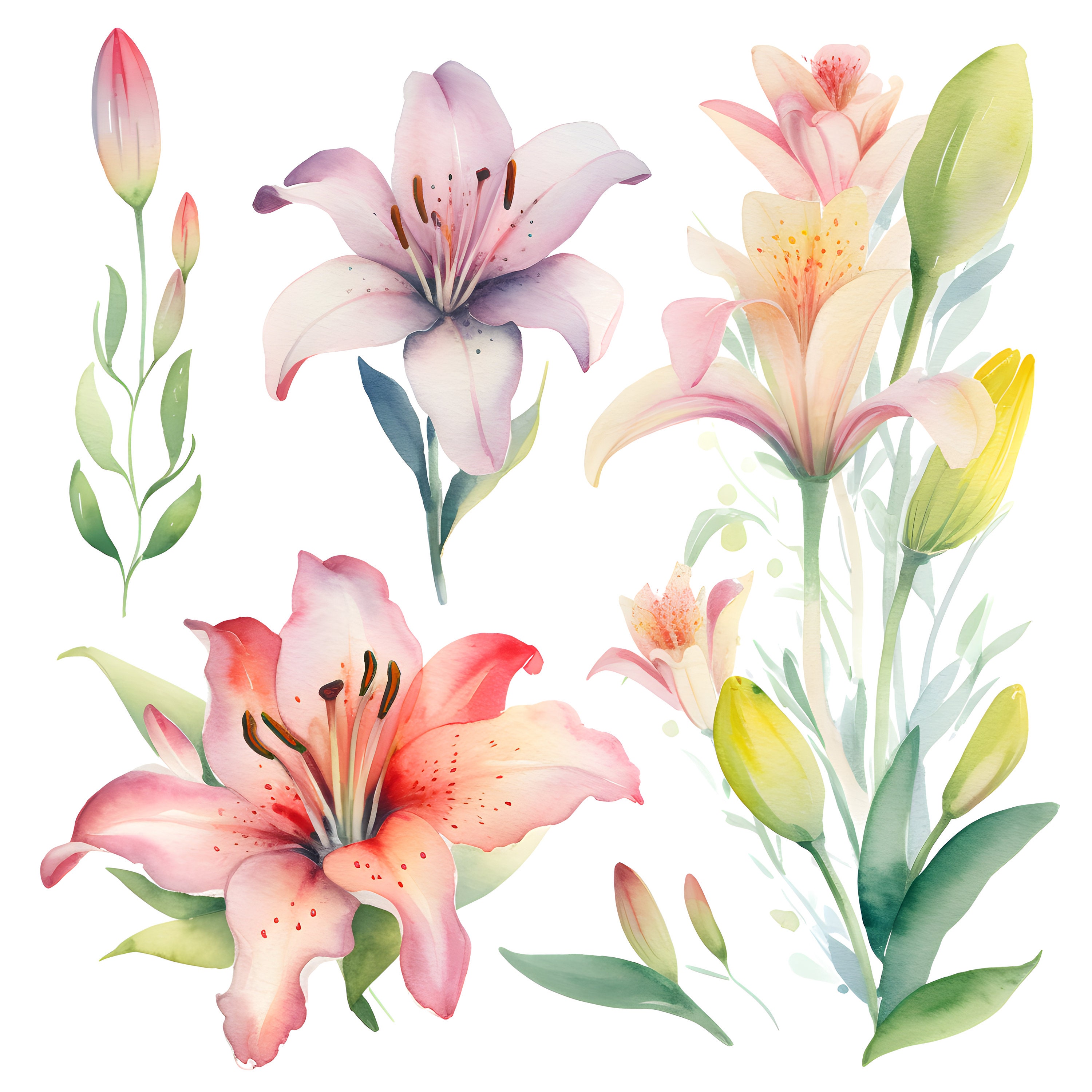 Lilies Watercolor Clipart Lilies Bundle Clipart Botanical - Etsy