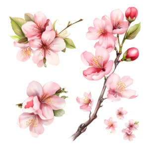 Watercolor Cherry Blossom Clipart Bundle: Botanical Illustration ...
