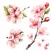 Watercolor Cherry Blossom Clipart Bundle: Botanical Illustration ...