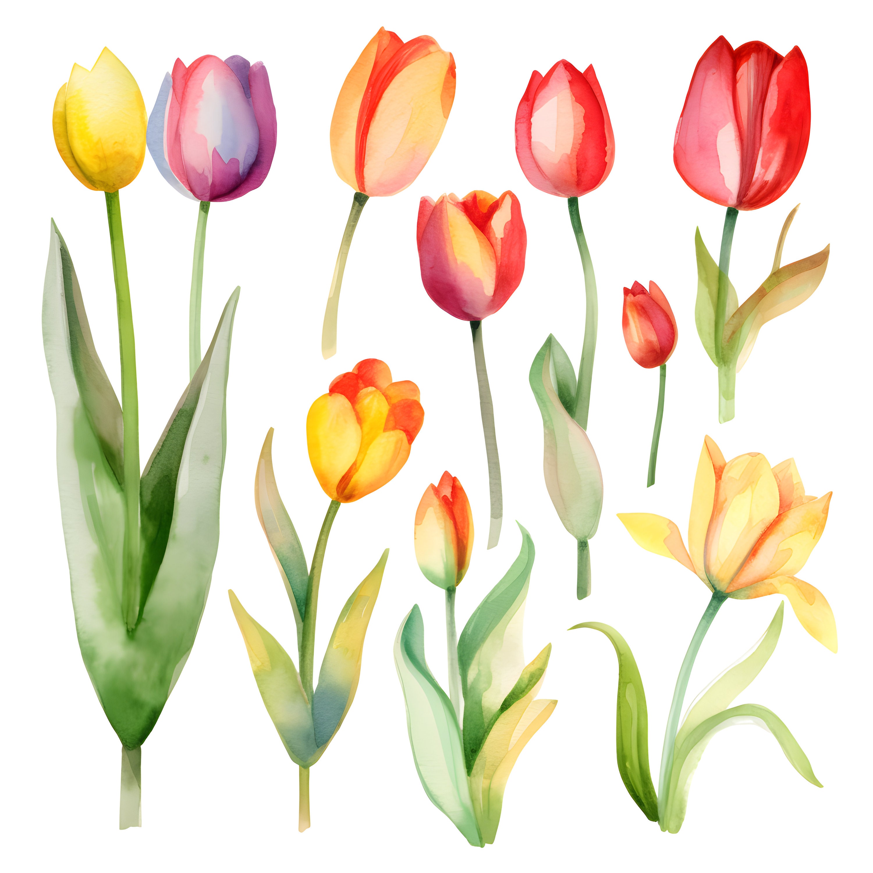 Tulips Watercolor Clipart, Tulips Bundle Clipart, Botanical Clipart ...