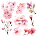 Watercolor Cherry Blossom Clipart Bundle: Botanical Illustration ...