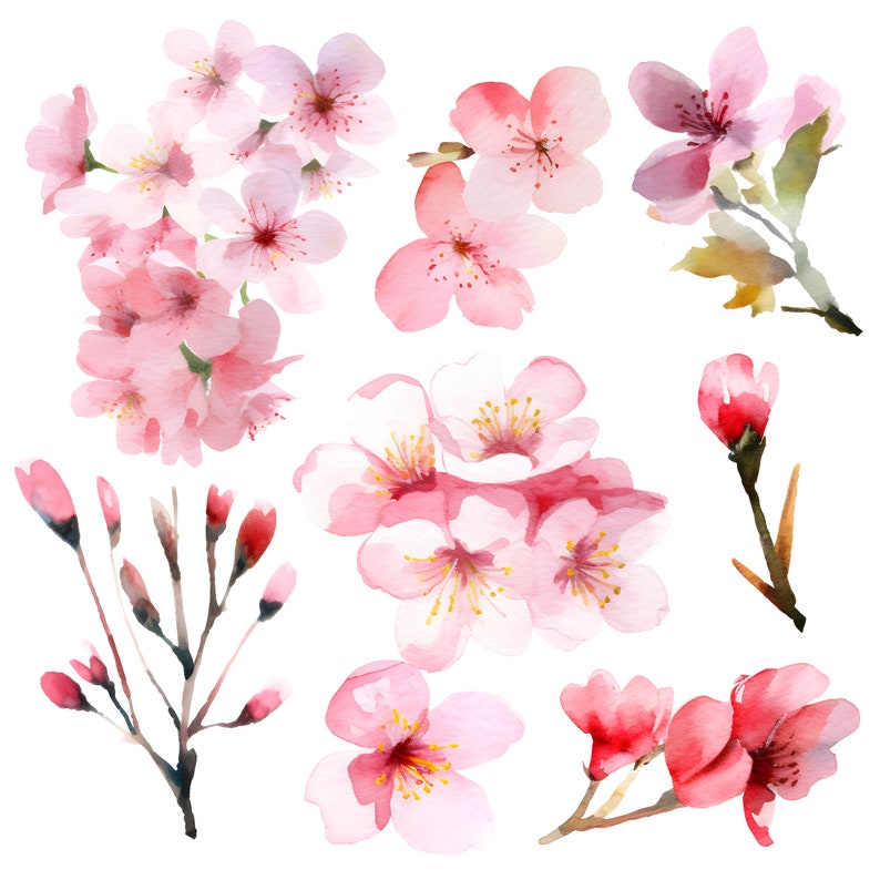 Watercolor Cherry Blossom Clipart Bundle: Botanical Illustration ...