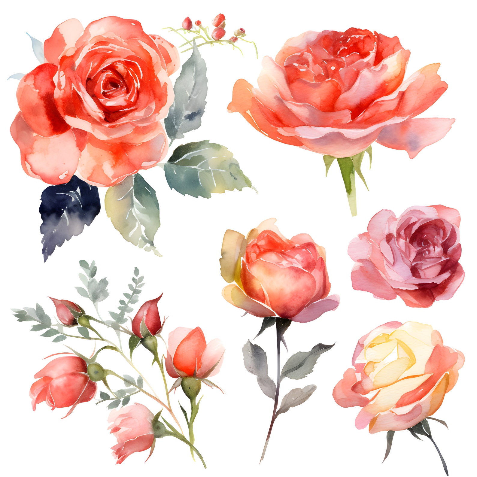 Watercolor Roses Clipart Bundle: Botanical Illustration (digital ...