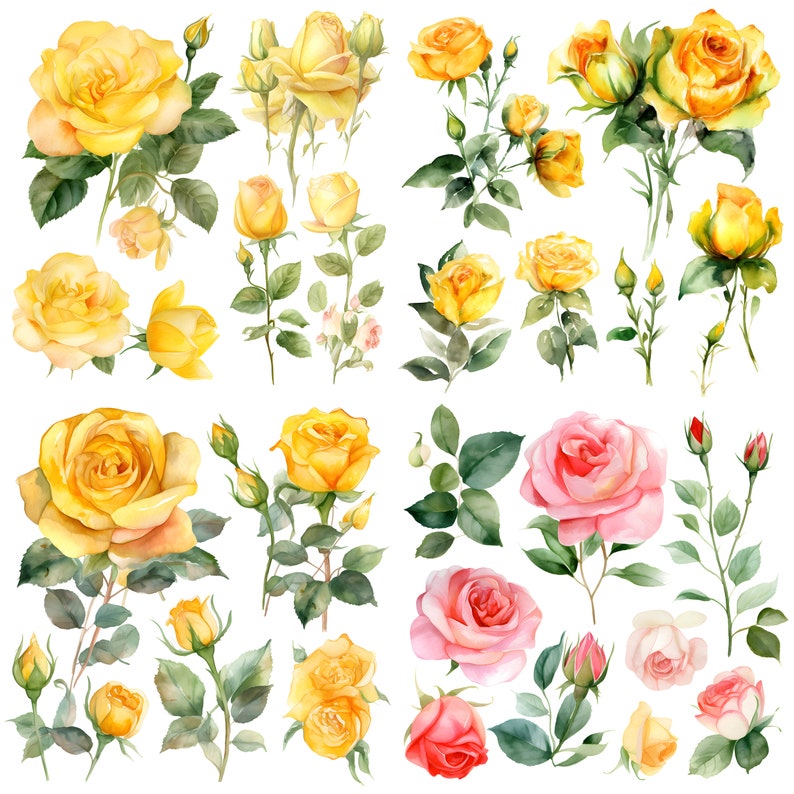 Watercolor Roses Clipart Bundle: Botanical Illustration (digital ...