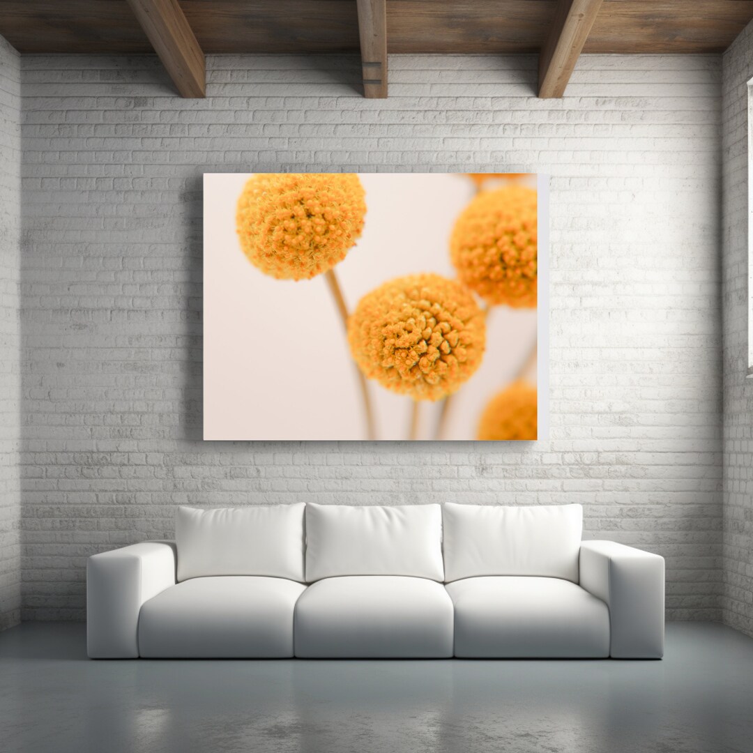 Yellow Pom Pom Flower Print - Simple, Colorful Craspedia Photo. Minimal ...