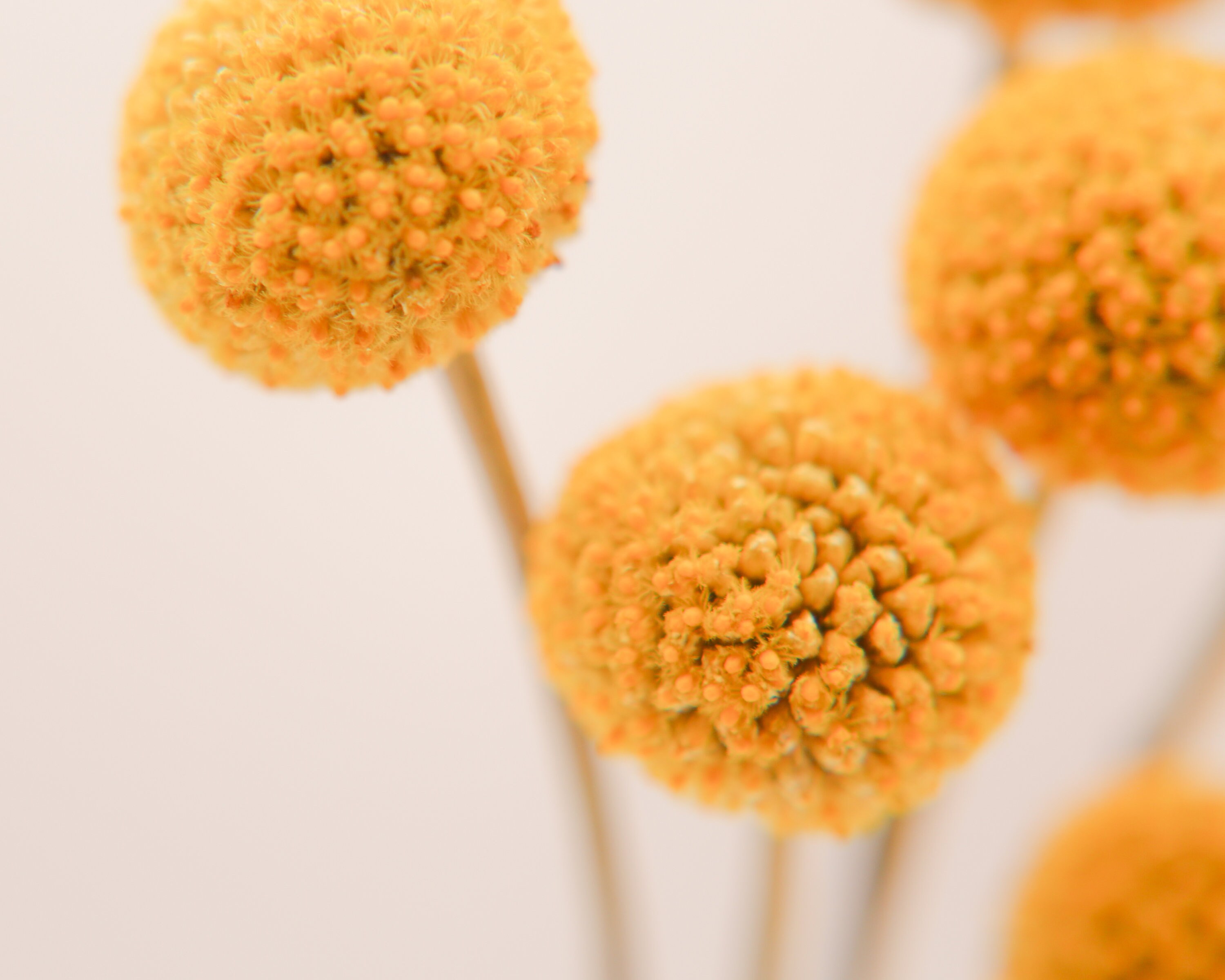 Yellow Pom Pom Flower Print - Simple, Colorful Craspedia Photo. Minimal ...