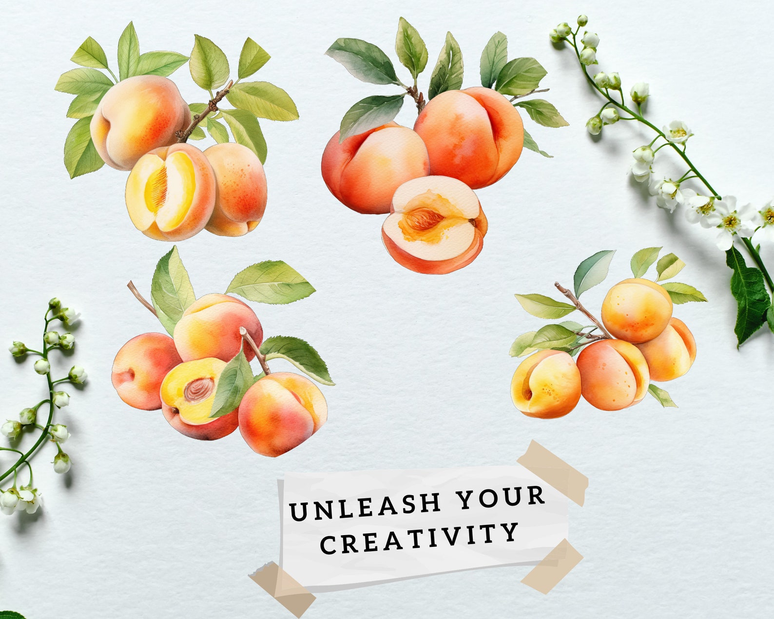 Sweet Apricot Clipart Watercolor Fruit PNG Summer Fruit - Etsy
