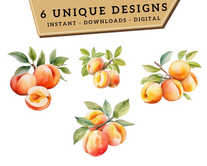 Sweet Apricot Clipart Watercolor Fruit PNG Summer Fruit - Etsy