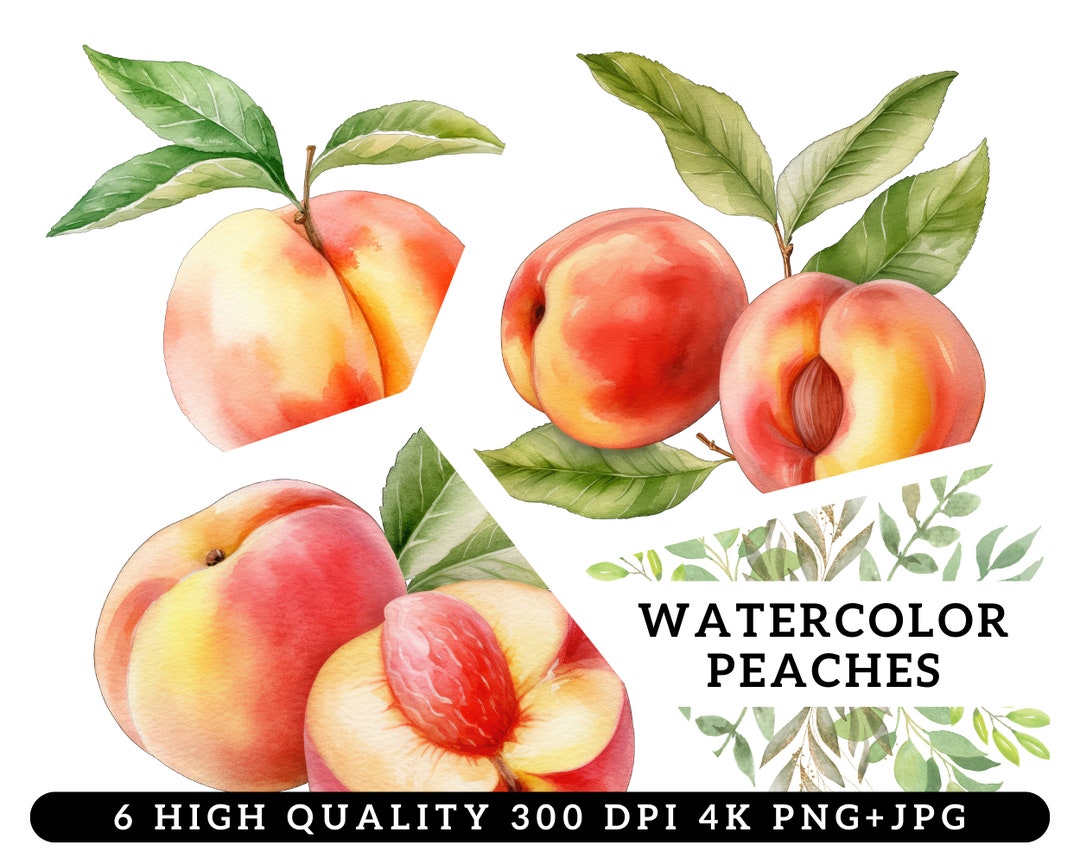 Watercolor Peach Clipart Juicy Fruit Png Sweet And Succulent Peach