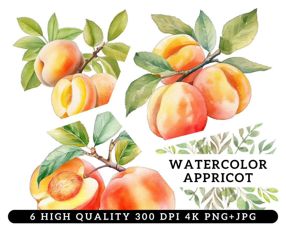 Sweet Apricot Clipart Watercolor Fruit PNG Summer Fruit - Etsy