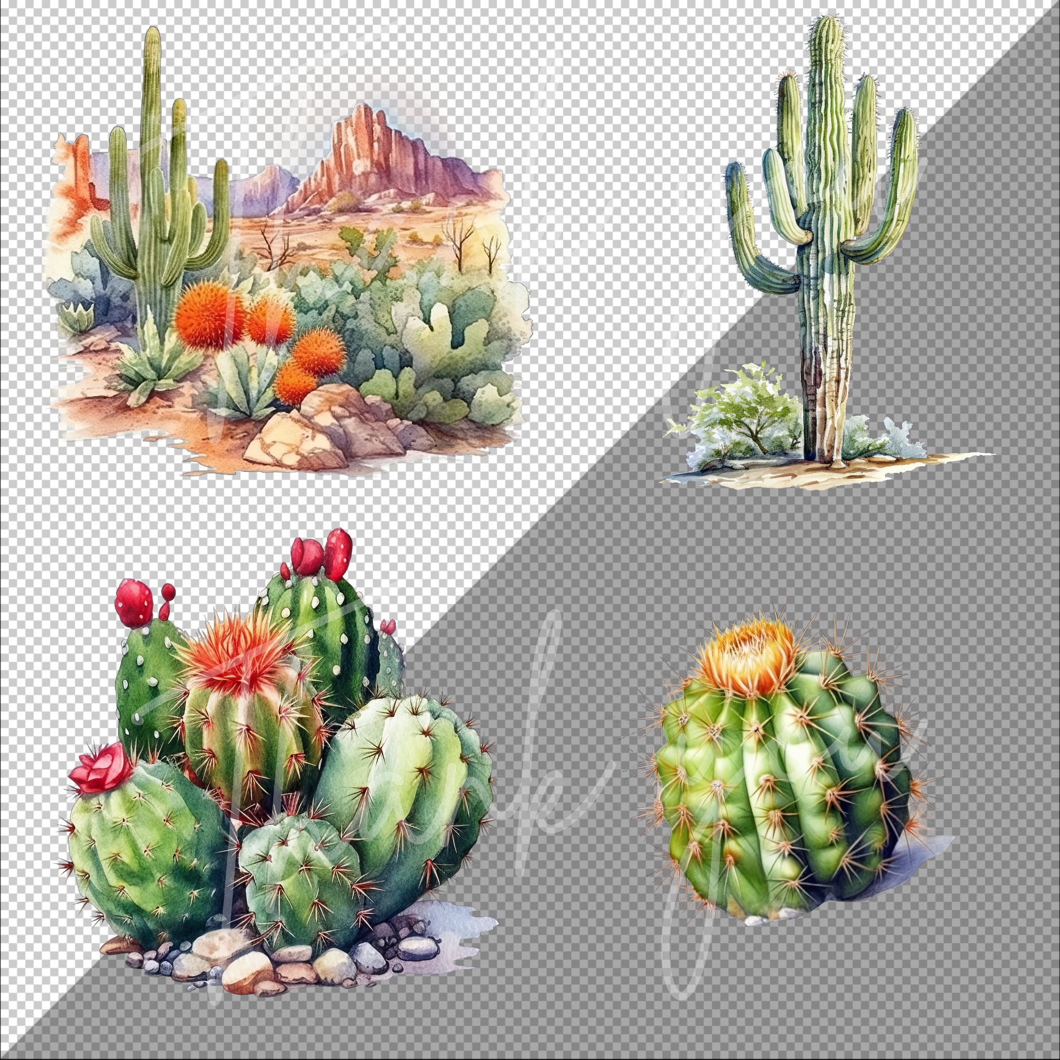 Watercolor Cactus Clipart, Mexican Cactus, Cactus PNG, Digital Download ...