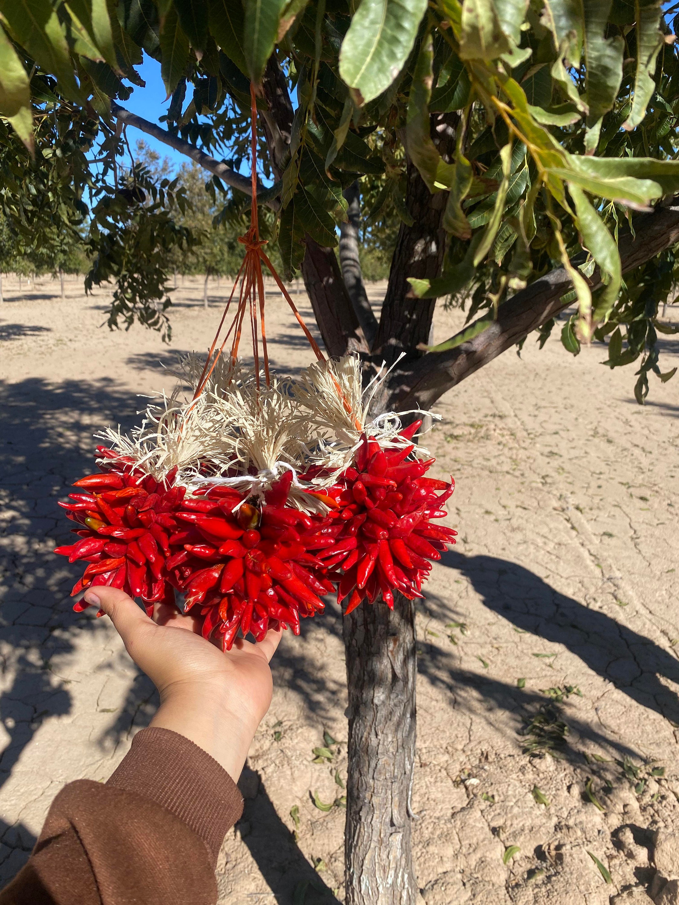 Mini Ristra's Bundle - Etsy