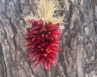 Hatch New Mexico Ristra - Etsy