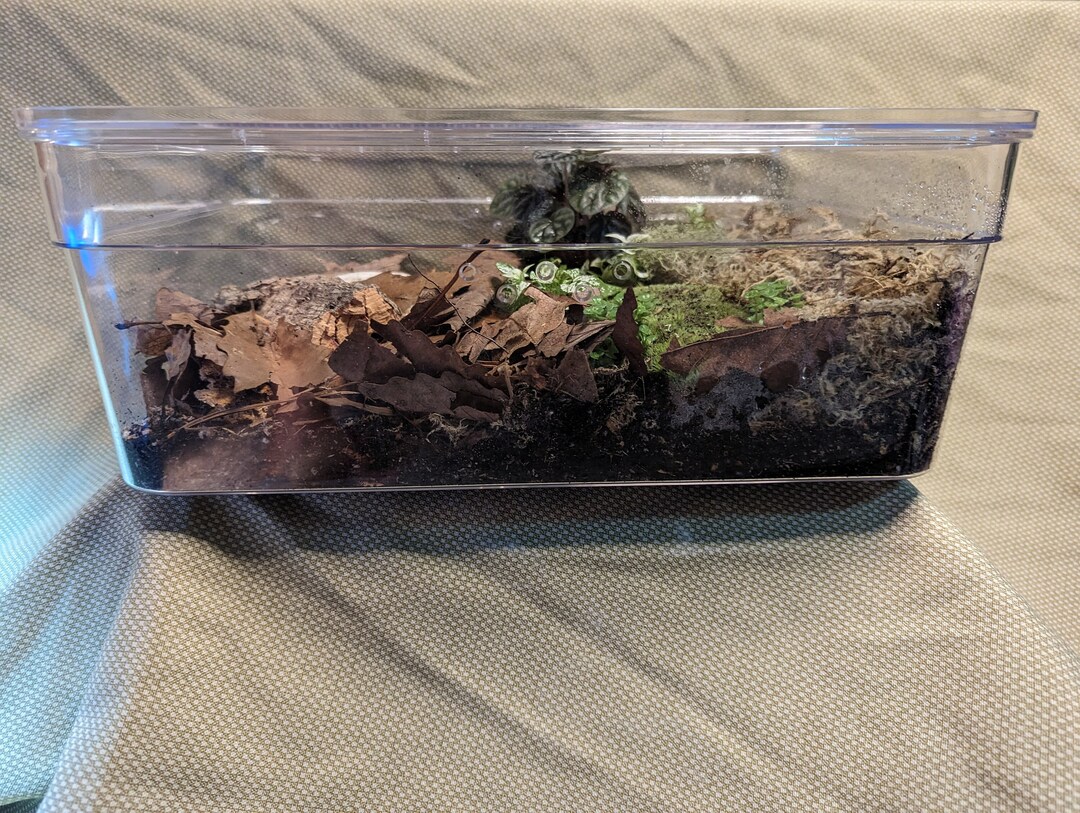 Deep Isopod Starter Kit - Etsy