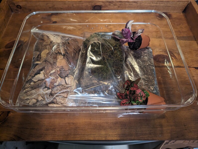 Isopod Starter Kit - Etsy