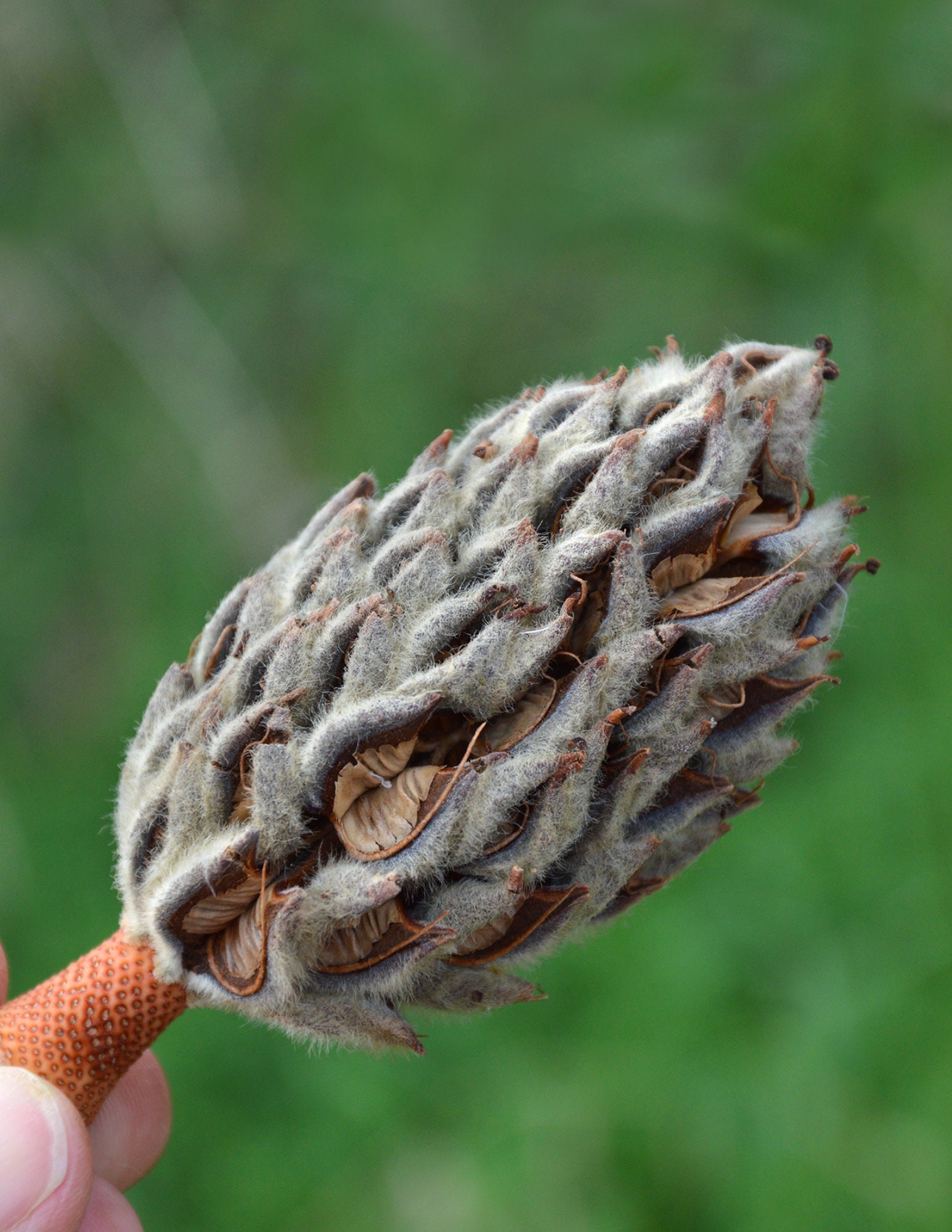 Magnolia Seed Pod - Etsy