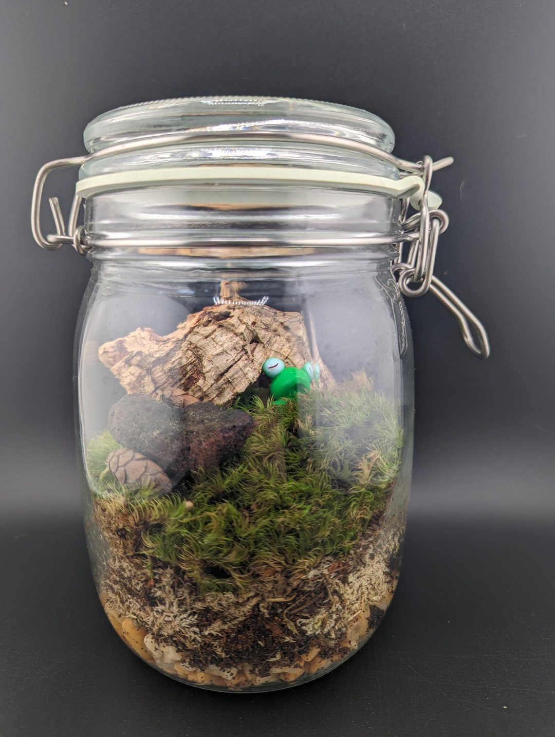 Large DIY Terrarium Kit - Etsy