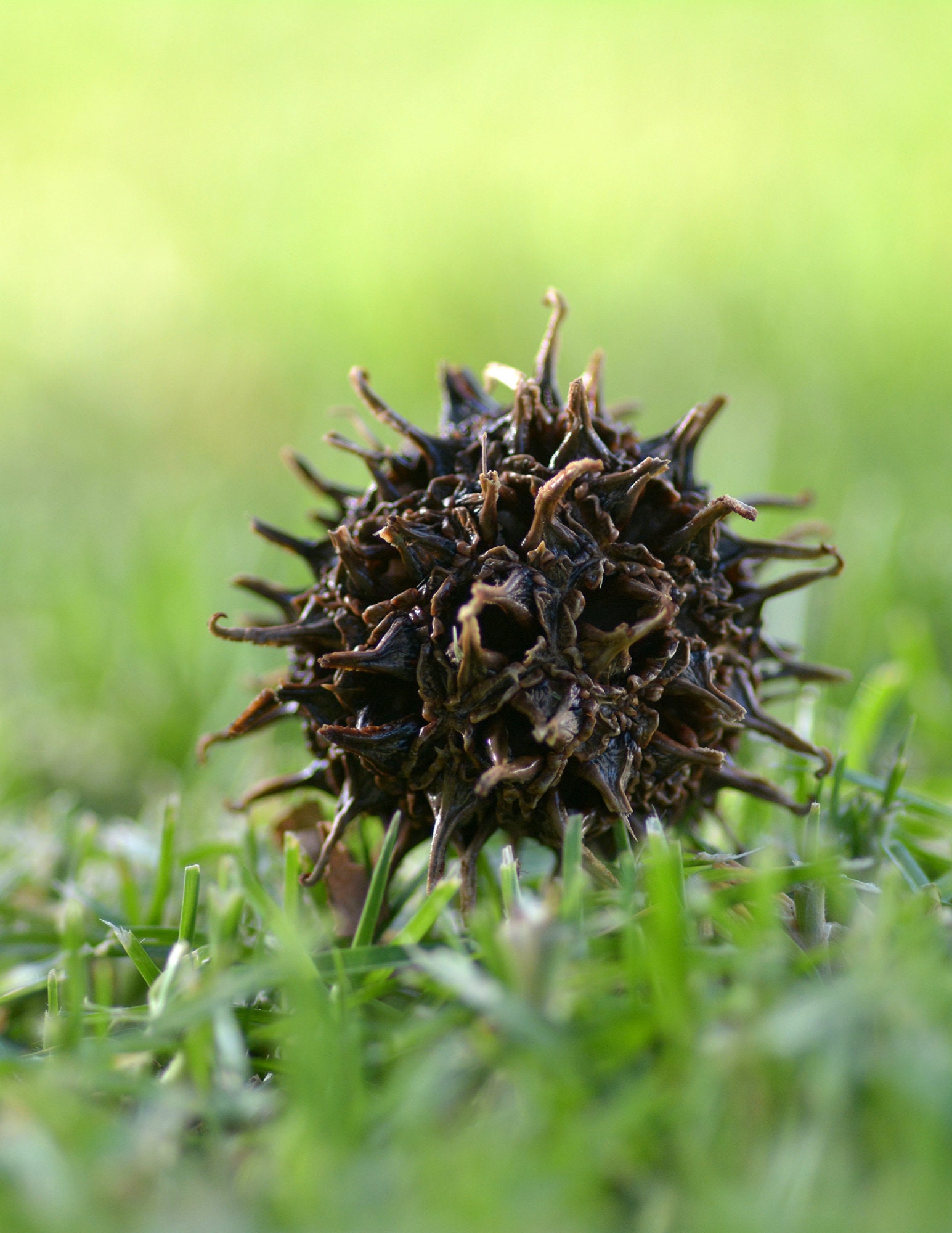 Sweet Gum Tree Pods - Etsy