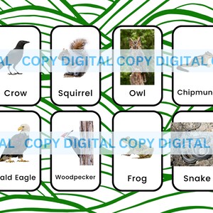 Kids Educational Flashcards: Forest Animals - Etsy