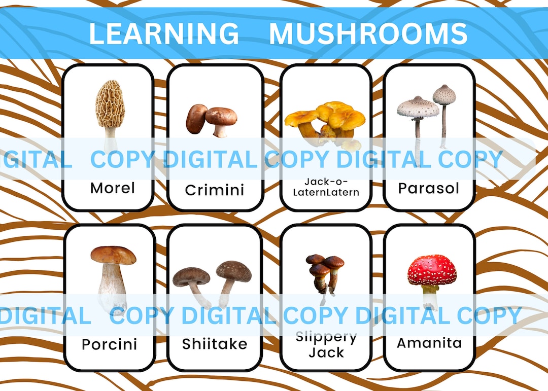 Mushroom Flash Cards - Etsy