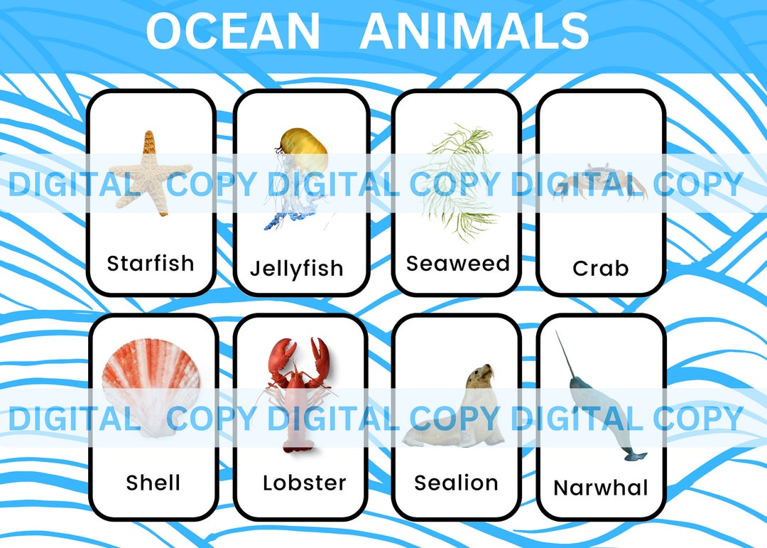 Kids Educational Flash Cards: Ocean Animals - Etsy