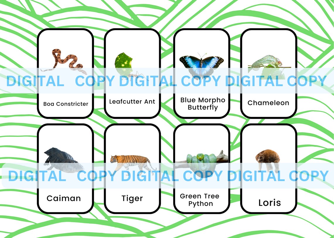 Kids Educational Flashcards Rainforest Animals - Etsy