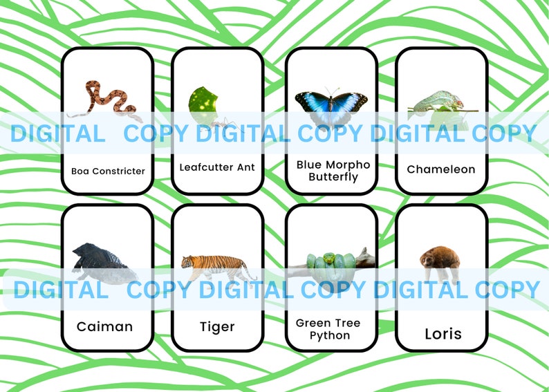 Kids Educational Flashcards Rainforest Animals - Etsy
