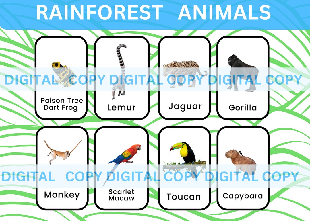 Rainforest Animals Flashcards at Angela Hagberg blog