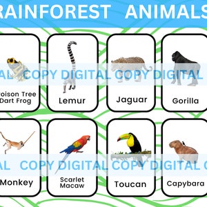 Kids Educational Flashcards Rainforest Animals - Etsy