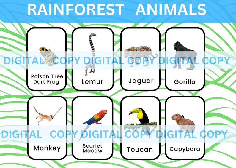 Kids Educational Flashcards Rainforest Animals - Etsy