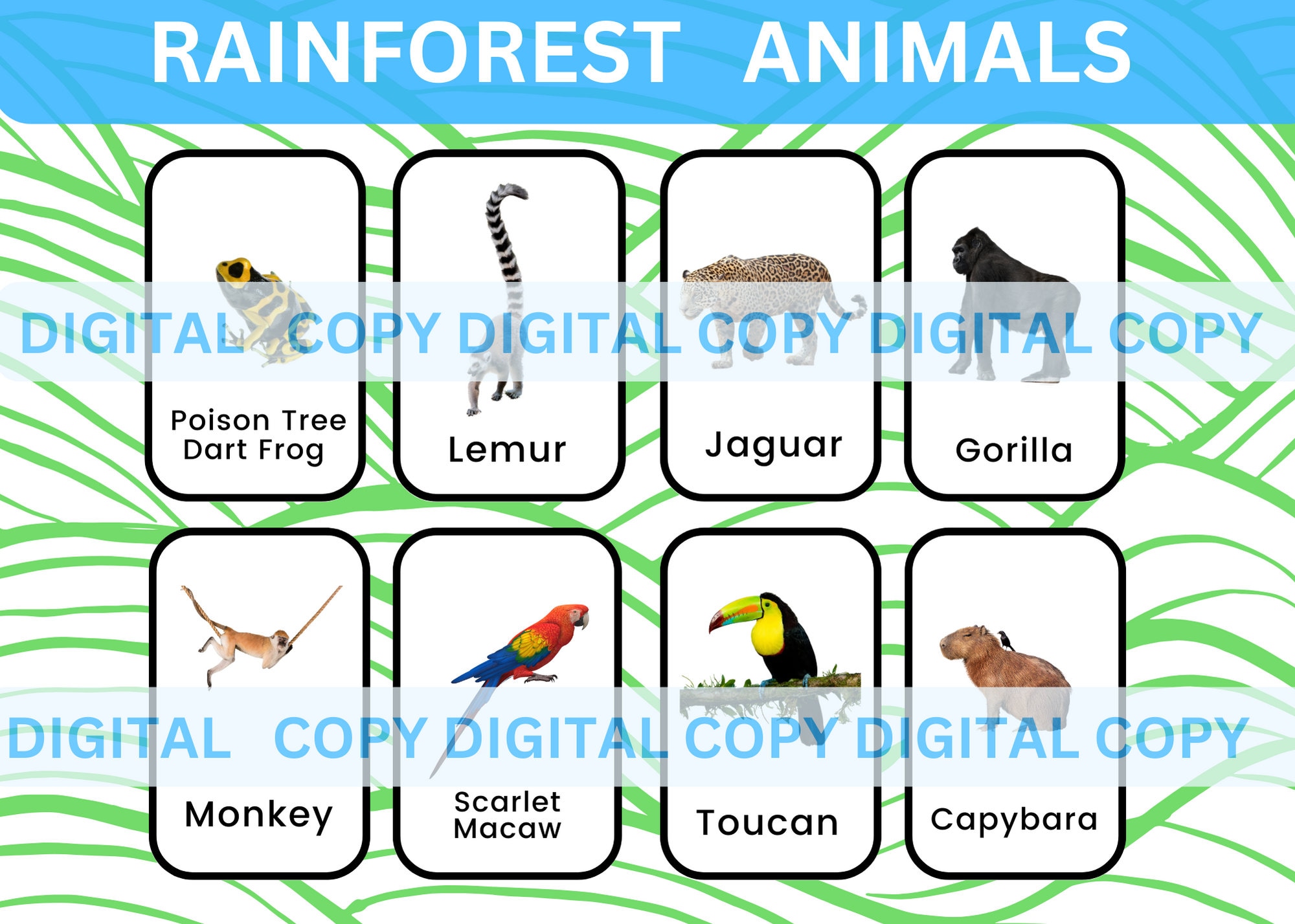 Kids Educational Flashcards Rainforest Animals - Etsy