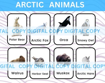 Arctic Animals Flashcards, Watercolor Animal Flash Cards, Educational ...