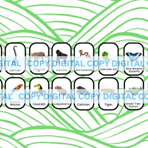 Kids Educational Flashcards Rainforest Animals - Etsy