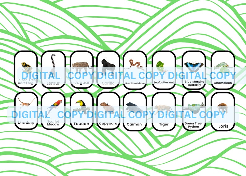 Rainforest Animals Flashcards at Angela Hagberg blog