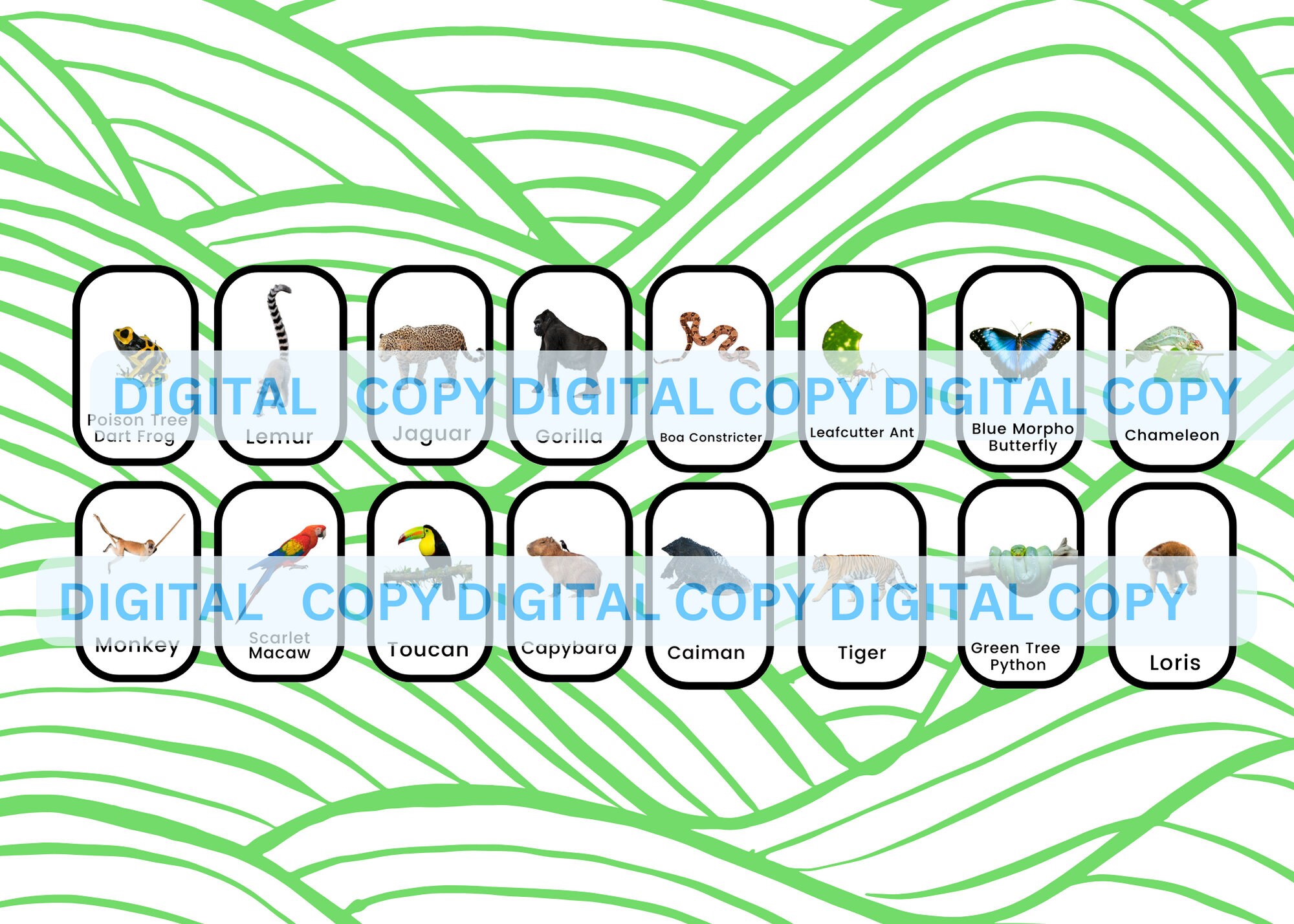 Kids Educational Flashcards Rainforest Animals - Etsy