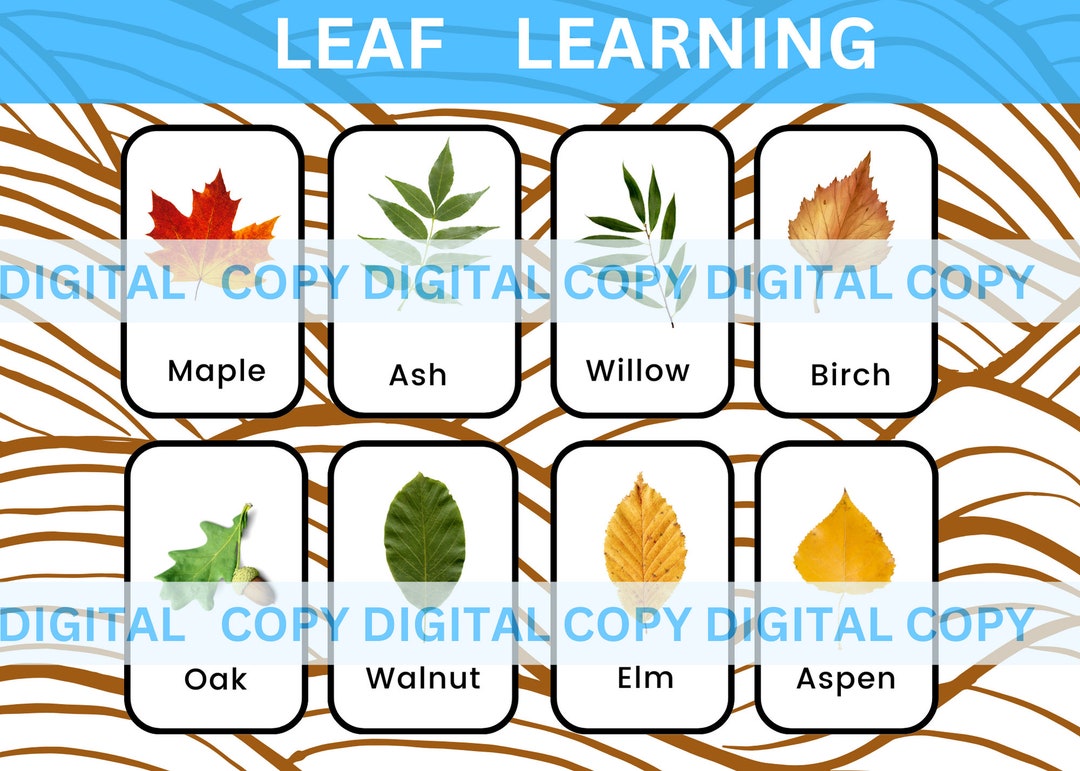 Kids Educational Flash Cards Leaves - Etsy