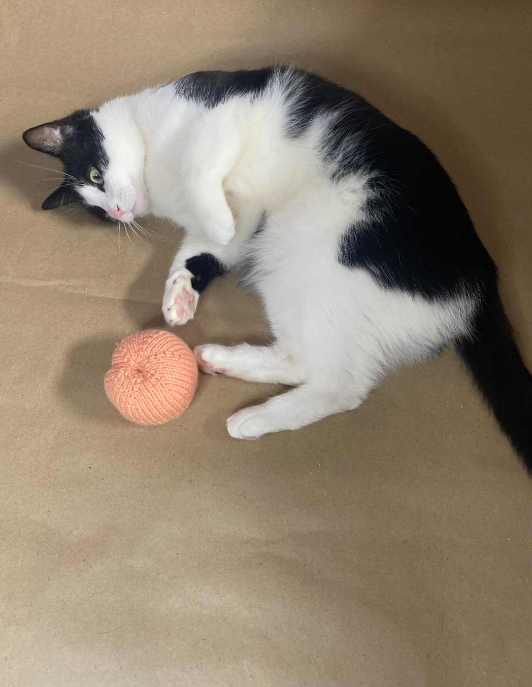 Feeling Peachy Cat & Dog Toy - Etsy