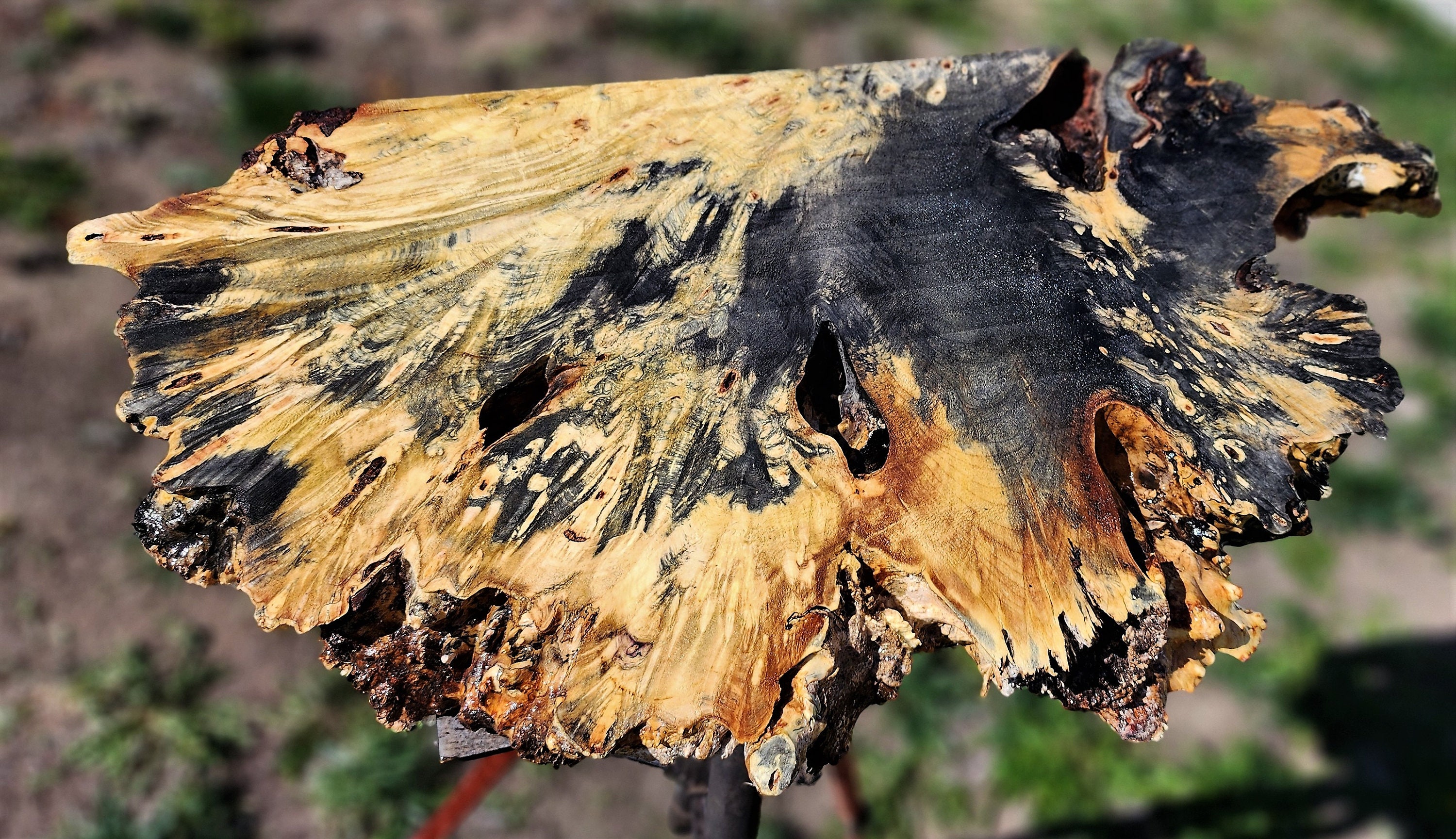 Blue Spalted Buckeye Burl Live Edge BUK-15 Free Shipping - Etsy