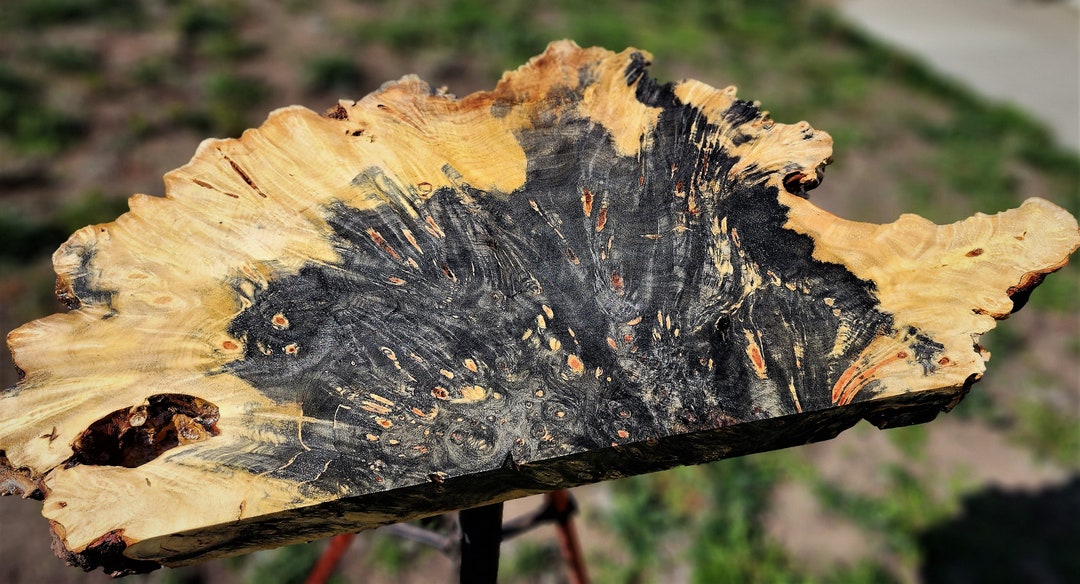 Blue Spalted Buckeye Burl Live Edge BUK-15 Free Shipping - Etsy